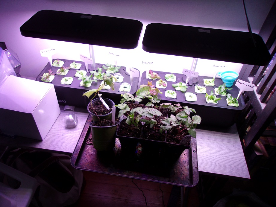 Friday Plants Post!