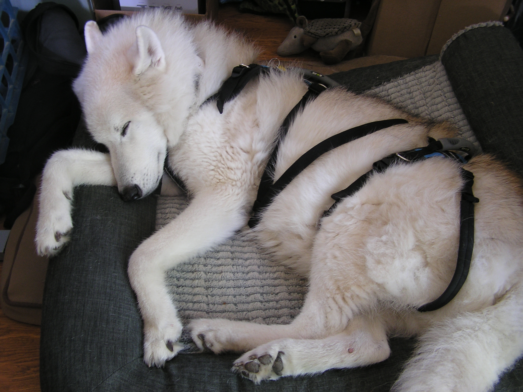 tundra sleep 2024 June